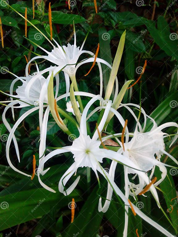 Keya стоковое изображение. изображение насчитывающей цветок - 94397131