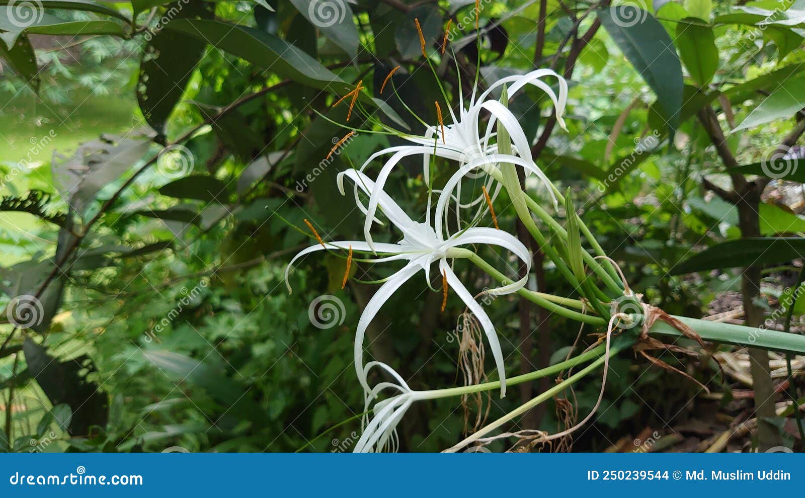Keya flower stock photo. Image of grass, tree, wildflower - 250239544