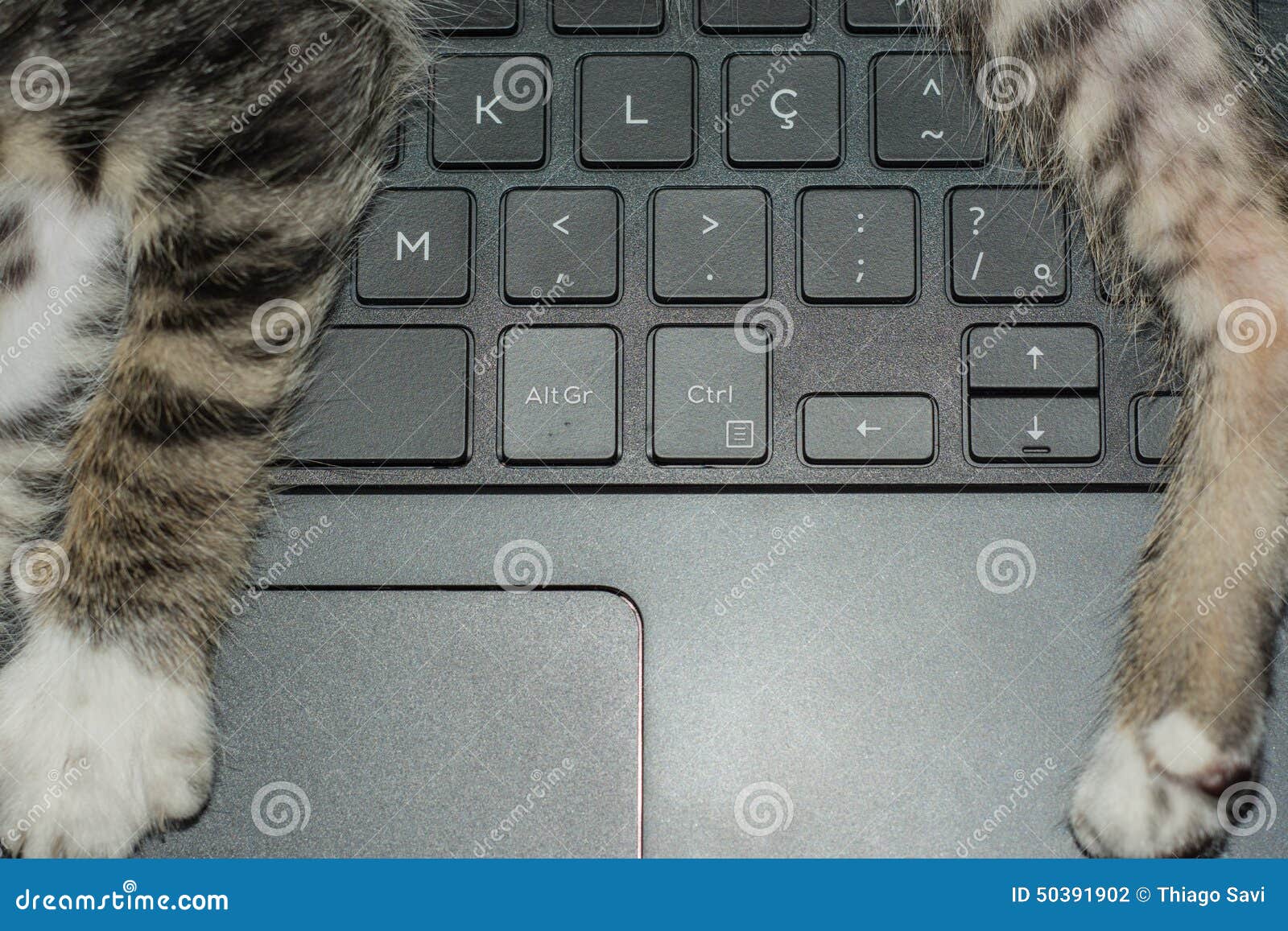 Keyboard cat stock photo. Image of lazy, write, enter - 50391902