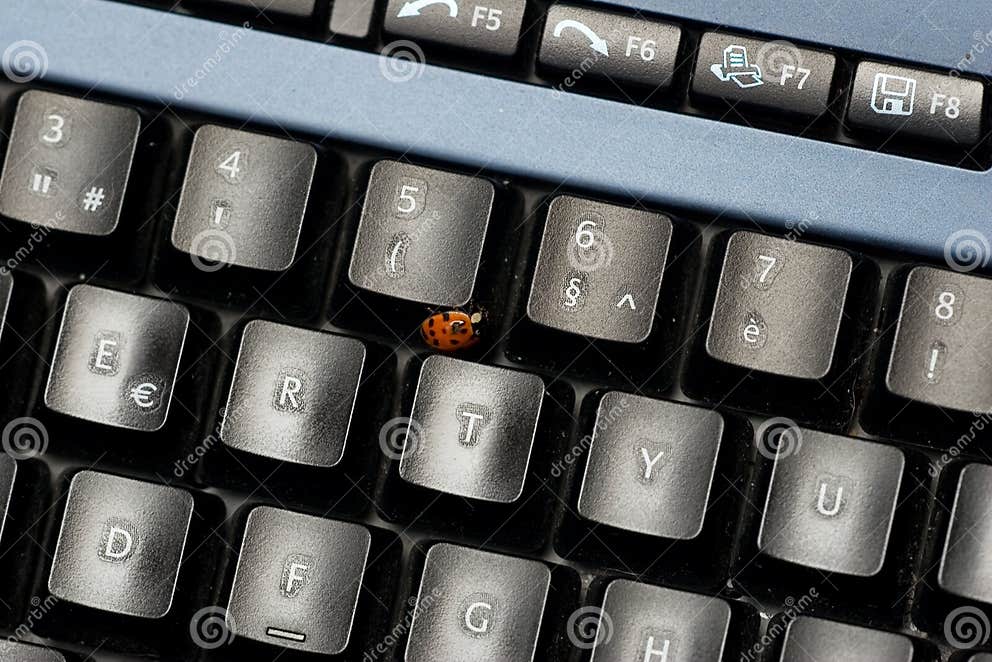 Keyboard & ladybug stock image. Image of keyboard - 2186107