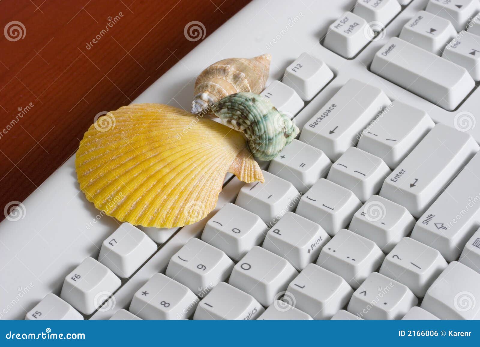 Keyboard with a sea shells stock photo. Image of notebook - 2166006