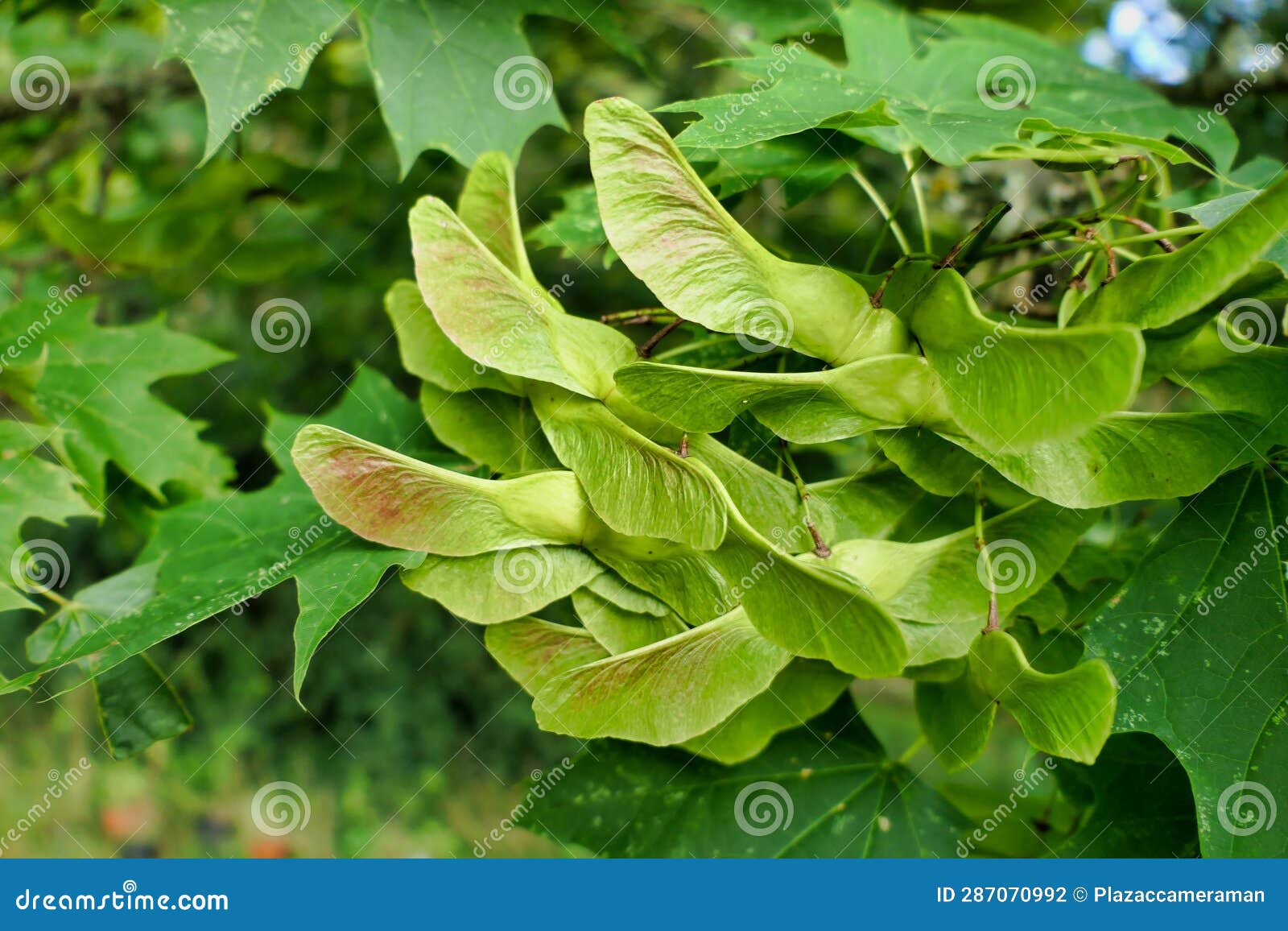 Norway Maple Tree stock photo. Image of color, season - 287070992