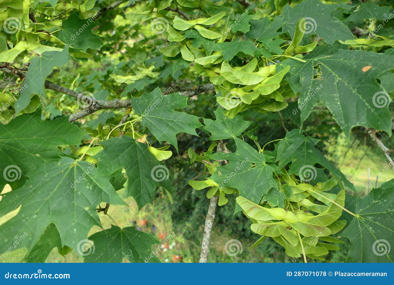 Norway Maple Tree stock photo. Image of seed, green - 287071078