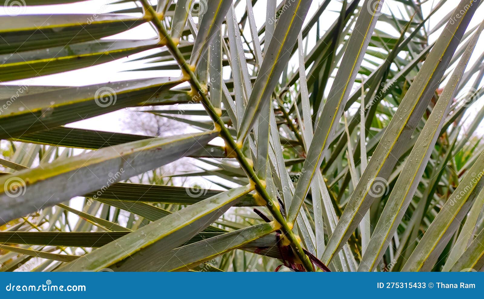 Dates (Khajoor) Tree Leaves, Close Up Image Stock Image - Image of ...