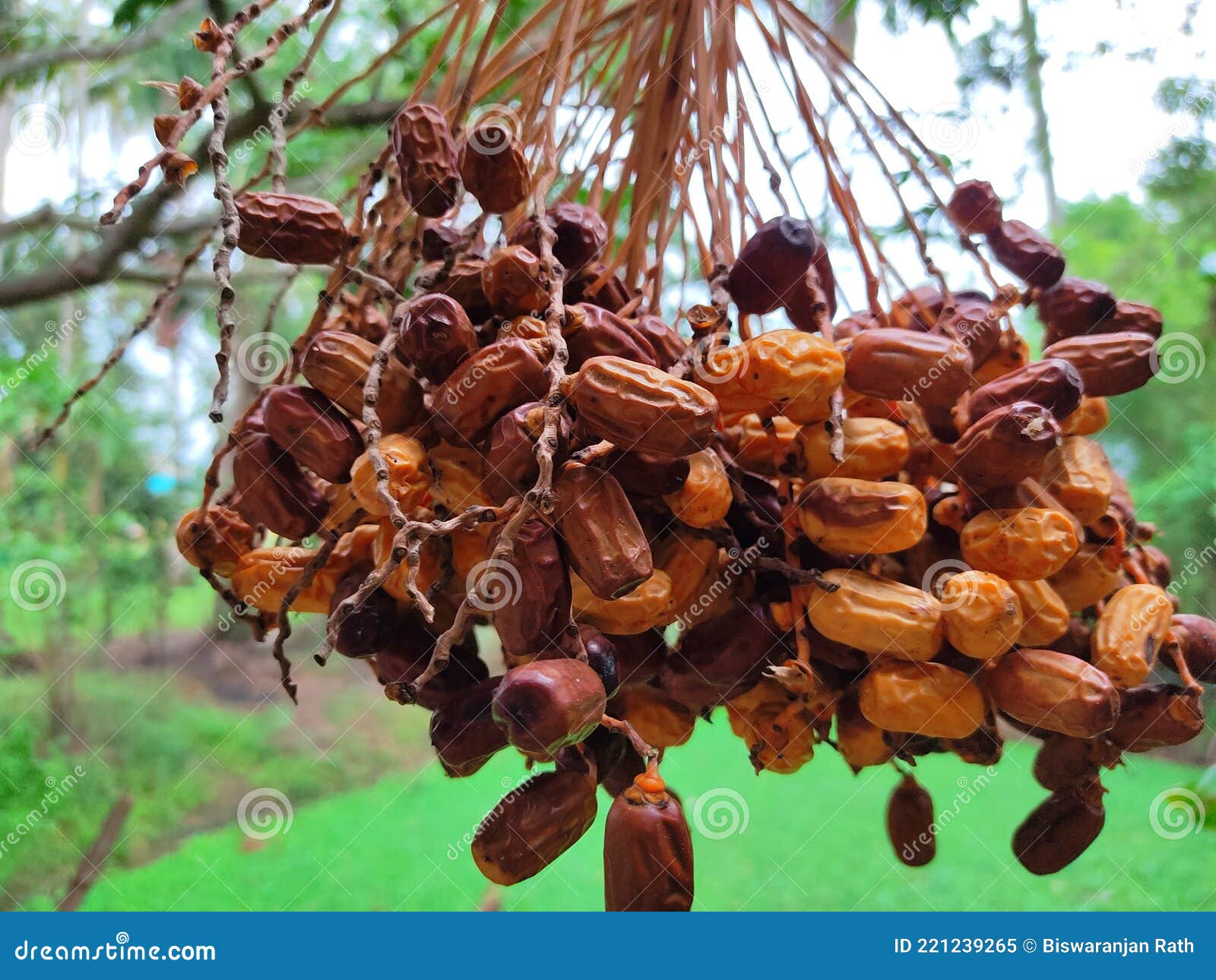 Raw Fruit Of Date Palm Tree. Royalty-Free Stock Image | CartoonDealer ...
