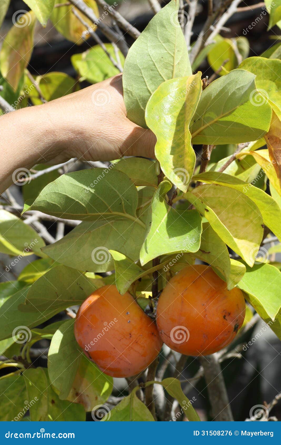 Khaki Fruit stock photo. Image of khaki, sweet, natural - 31508276