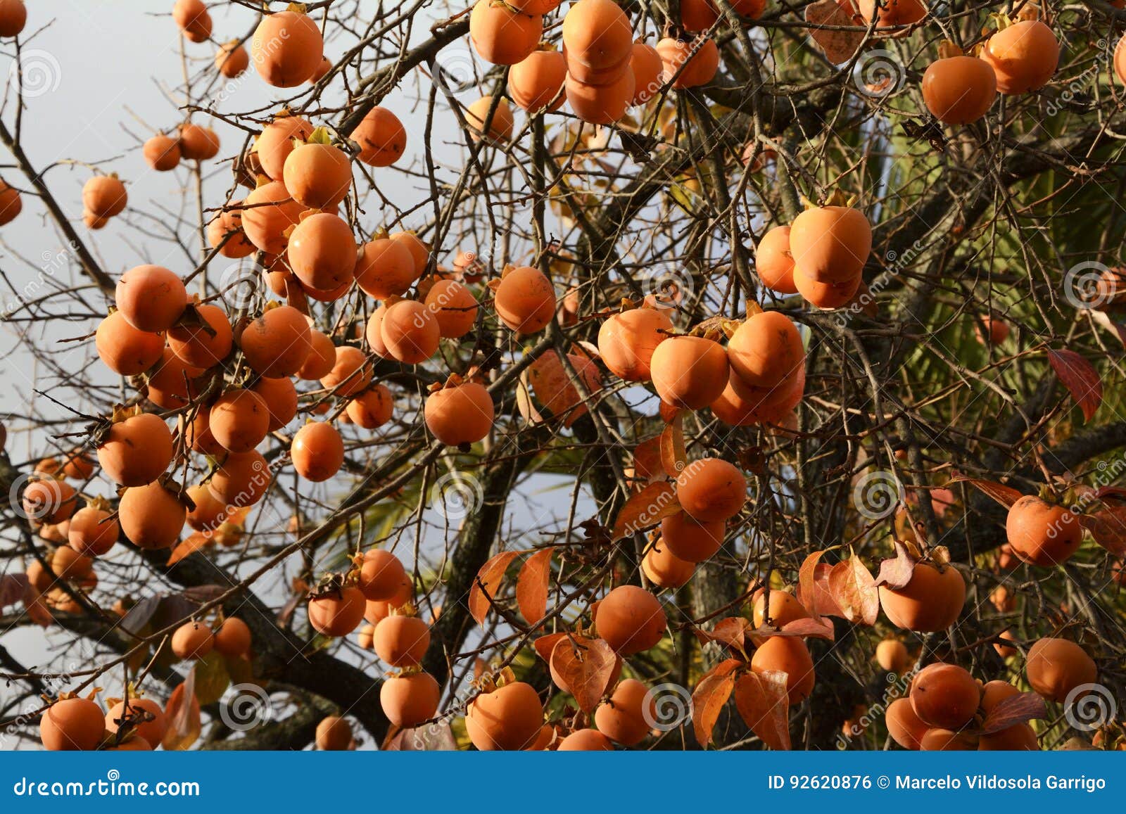 Khaki stock photo. Image of autumn, nutritious, pulp - 92620876
