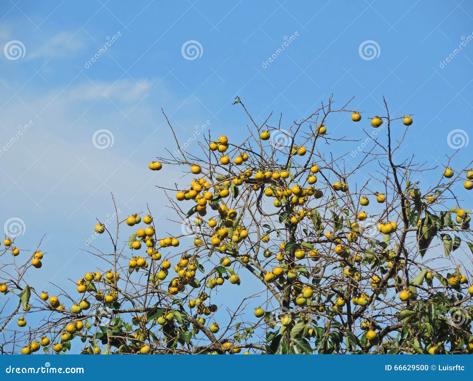 Khakis stock photo. Image of khakis, nature, branches - 66629500
