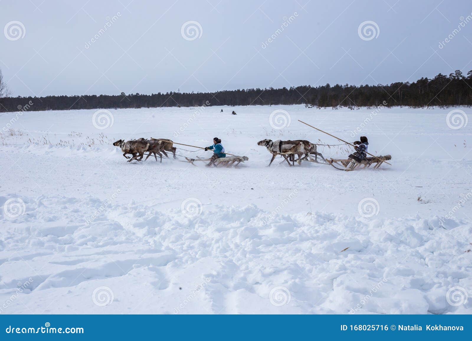 Deer And Reindeer Breeder Dressed In National Clothes The Sami In ...