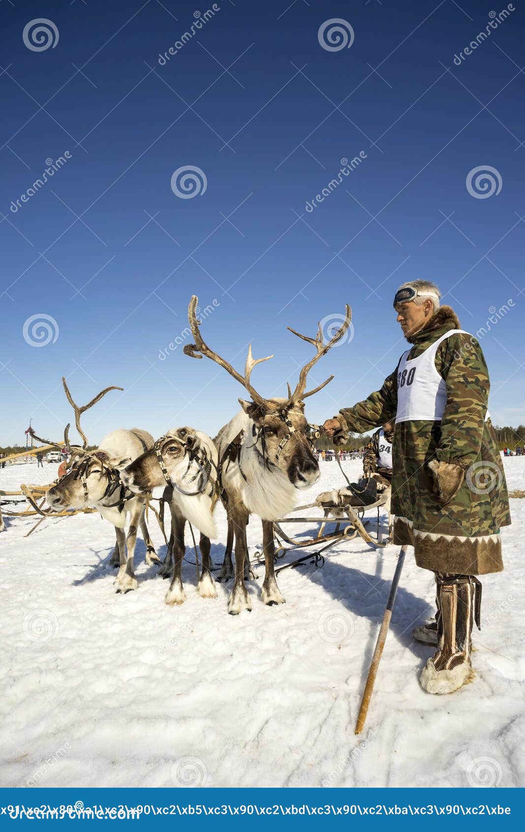 Khanty Man Keeps Deer before the Start. Editorial Photo - Image of ...