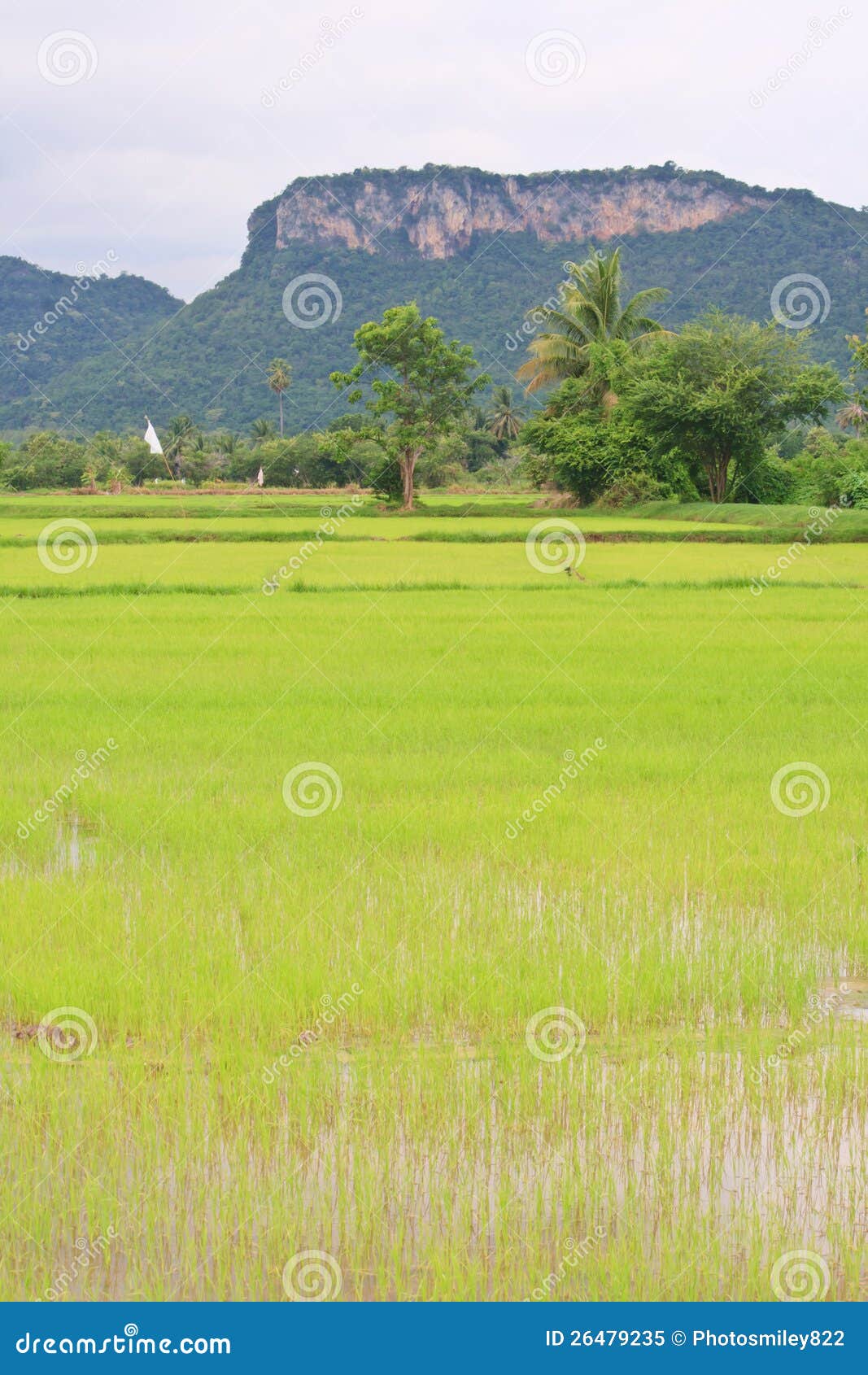 Khao Raeng Mountain stock image. Image of plants, tree - 26479235
