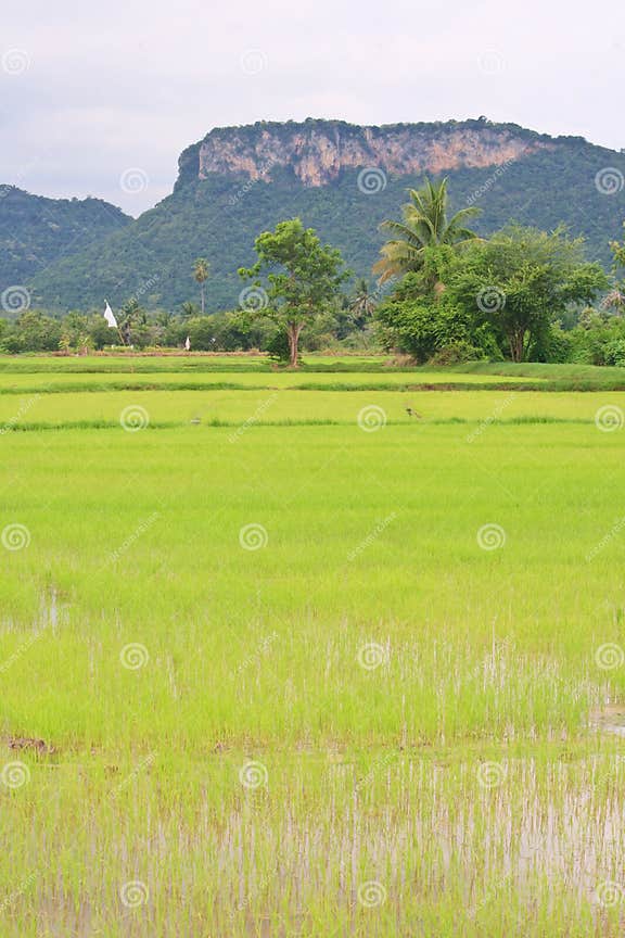 Khao Raeng Mountain stock image. Image of plants, tree - 26479235