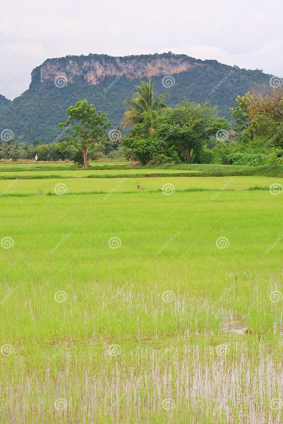 Khao Raeng Mountain stock image. Image of rice, cloudy - 26479247