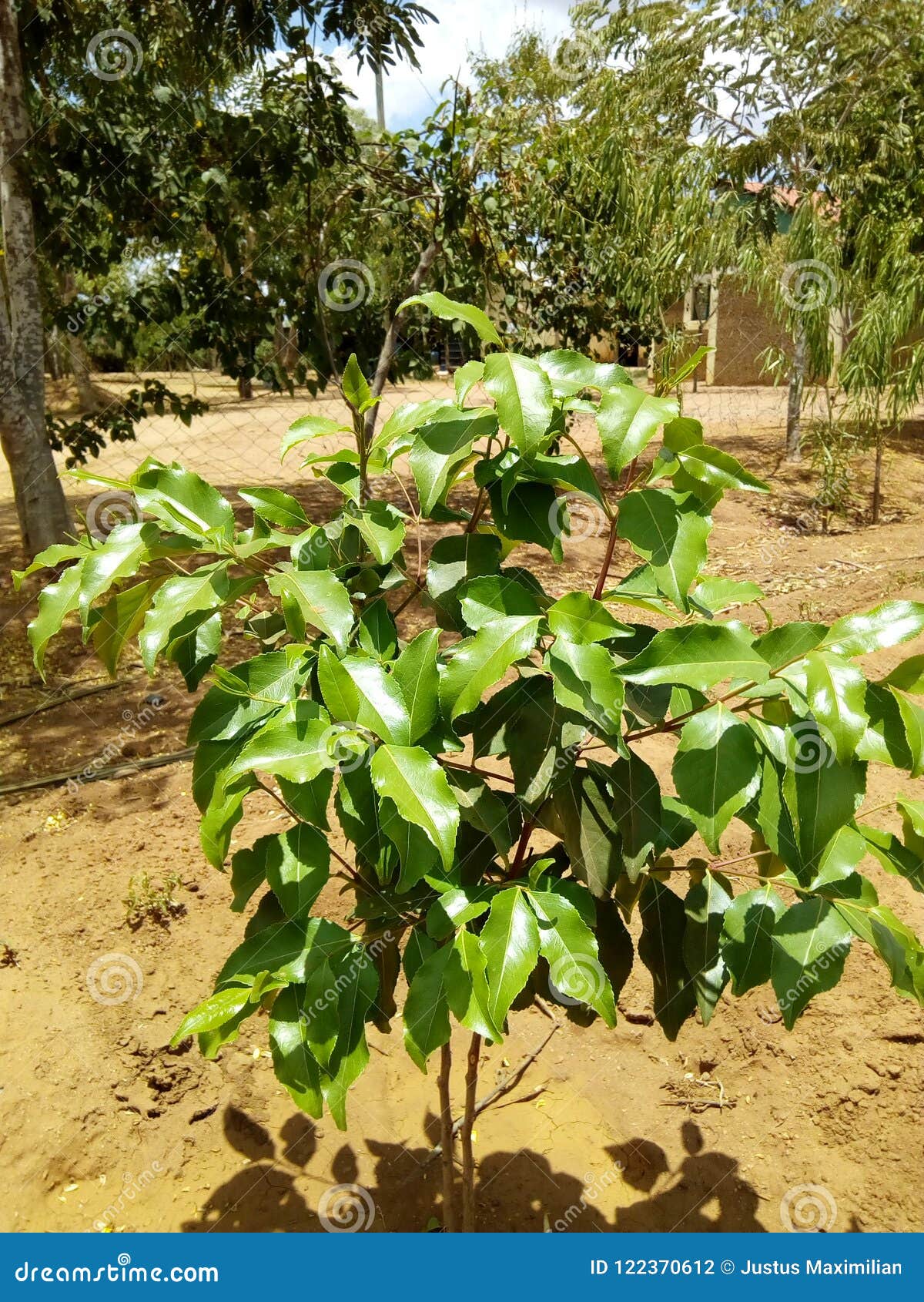 Khat foto de stock. Imagem de colheita, planta, crescido - 122370612