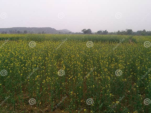 Khet stock photo. Image of nature, rural, field, farm - 152512750
