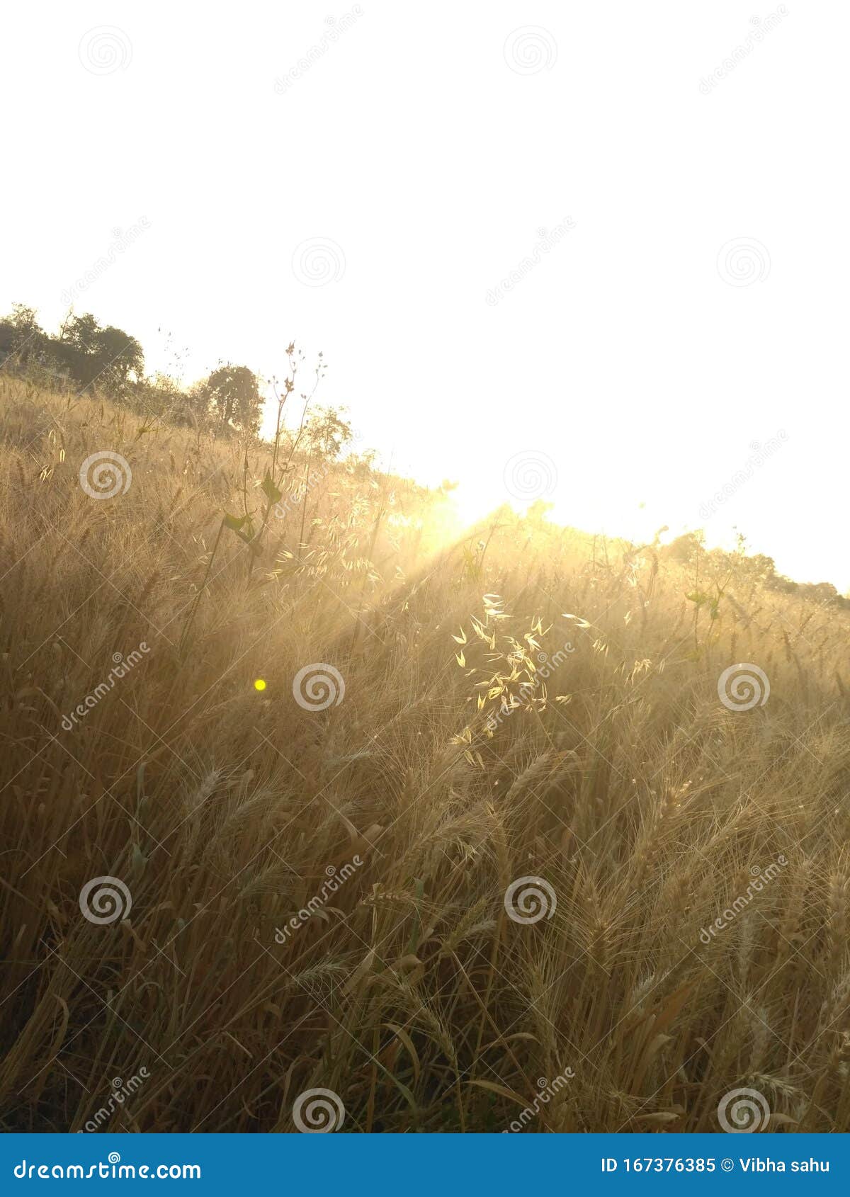 Khet in India stock image. Image of india, sine, weet - 167376385