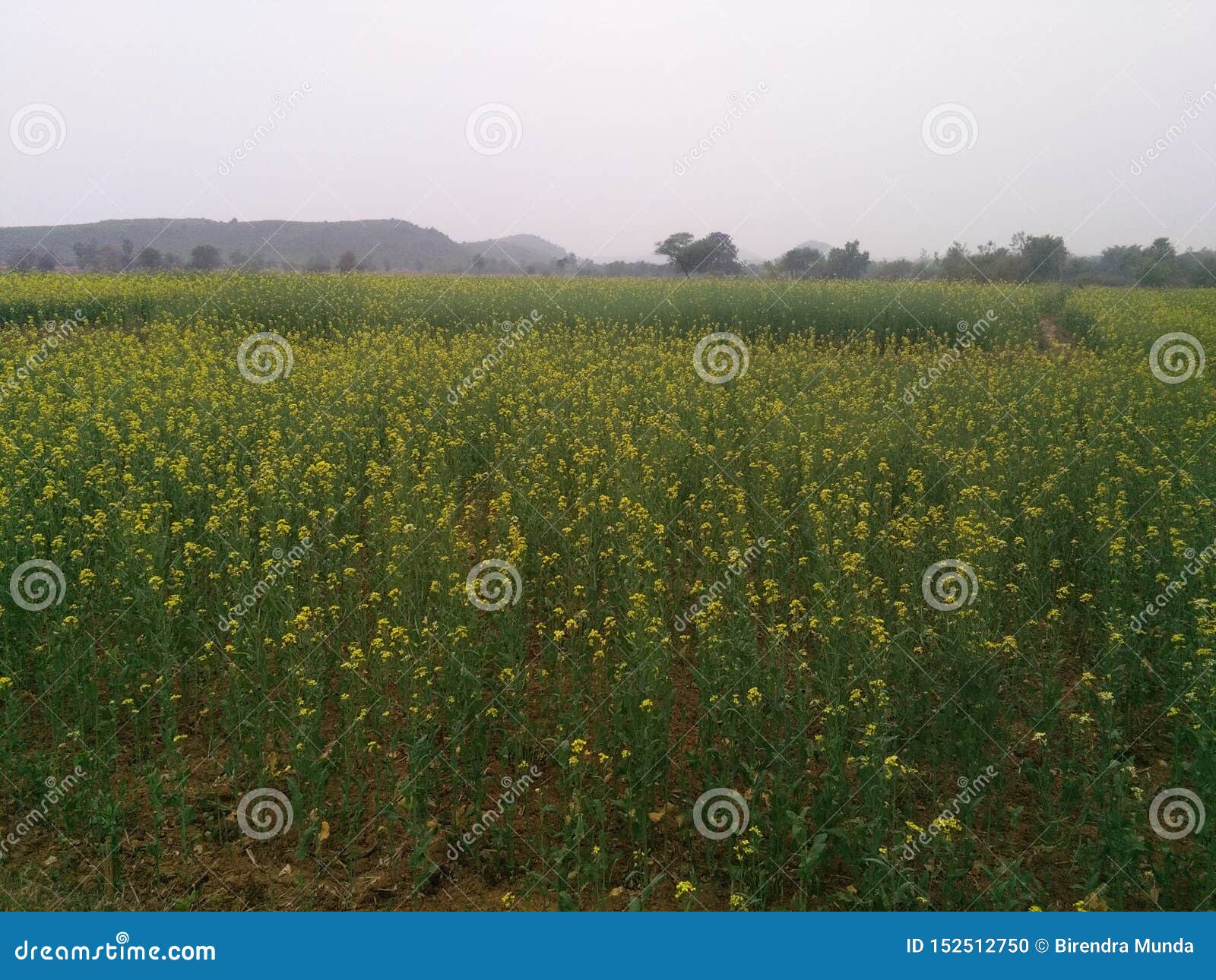 Khet stock photo. Image of nature, rural, field, farm - 152512750