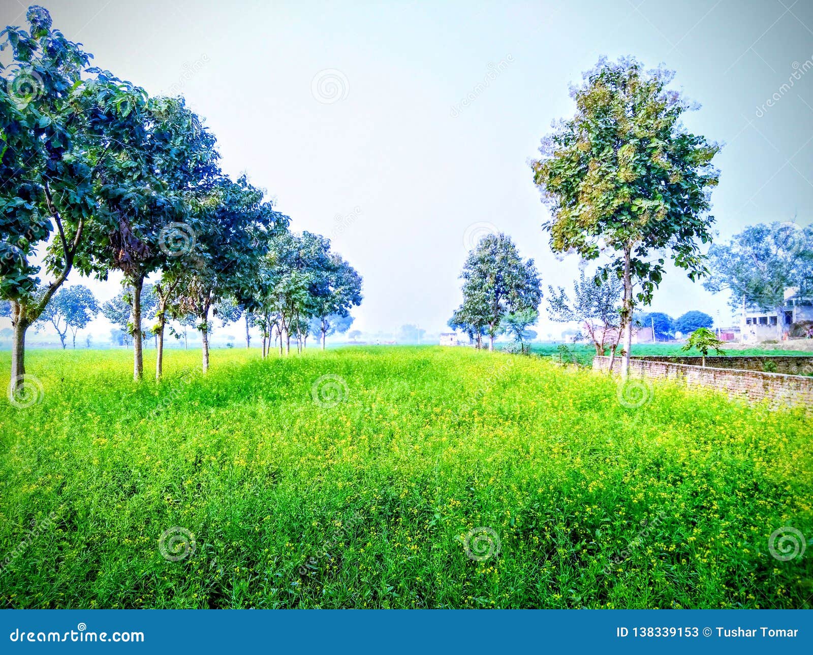 Khet of sarso stock image. Image of nature, trees, fields - 138339153
