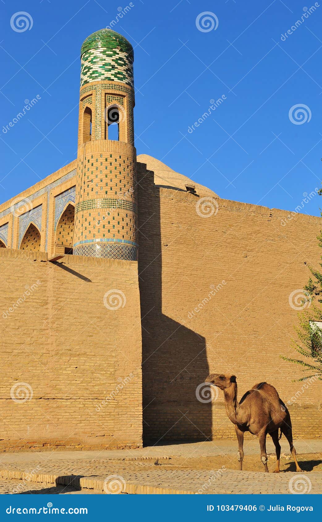 Camel Front View, At Camel Farm, Ride In Desert At Eilat, Southern ...