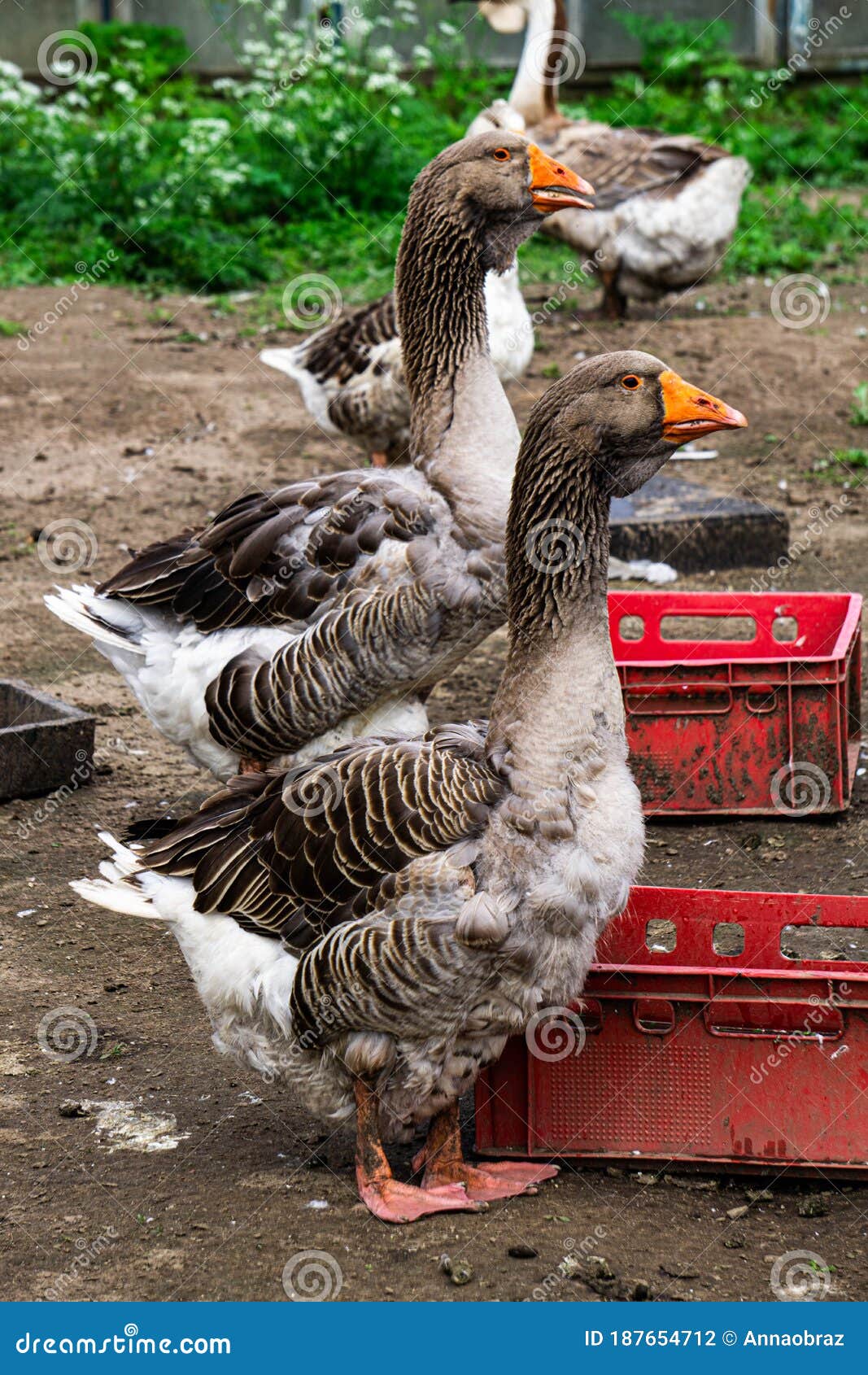 Kholmogory Geese - a Source of Quality Meat, Fluff, Fat and Feathers ...