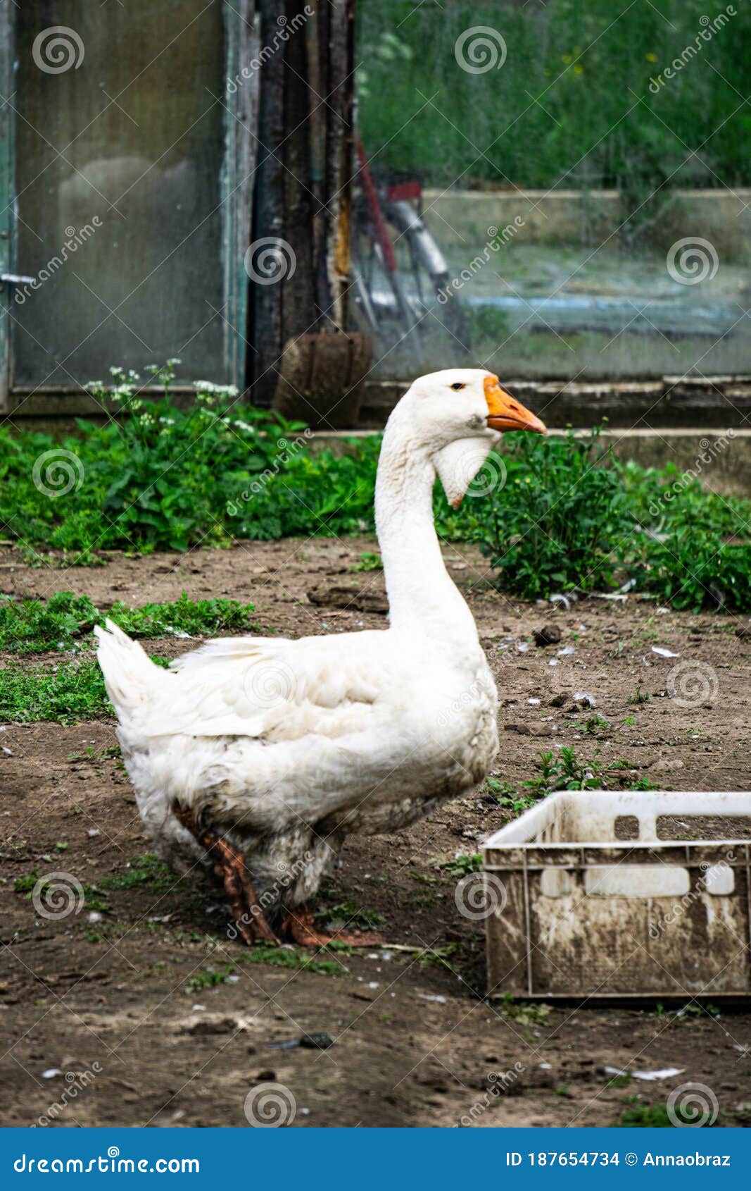 Kholmogory Geese - a Source of Quality Meat, Fluff, Fat and Feathers ...