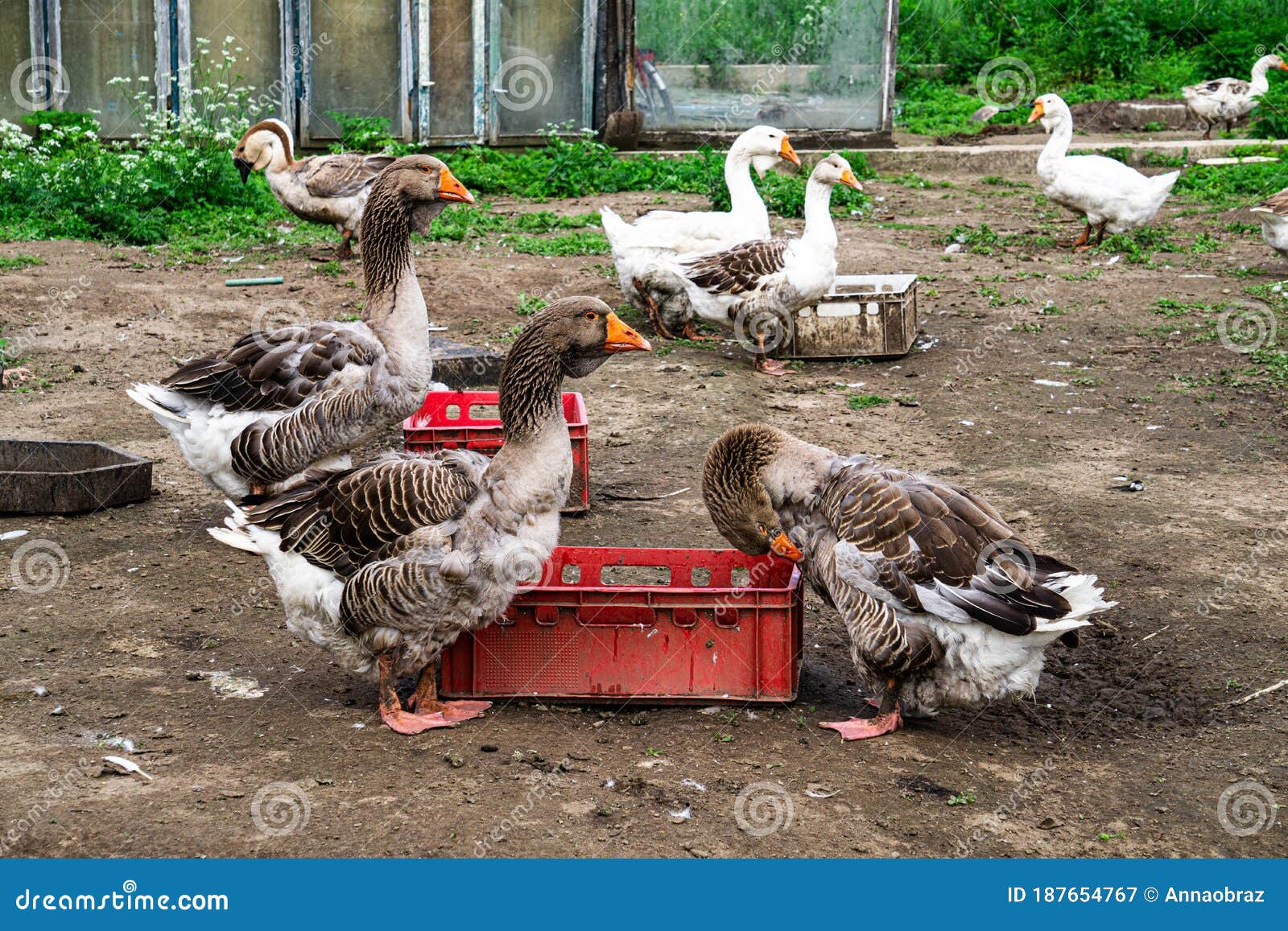 Kholmogory Geese - a Source of Quality Meat, Fluff, Fat and Feathers ...