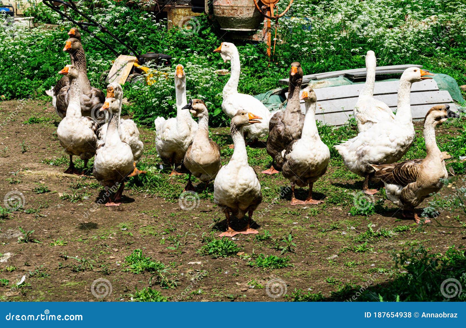 Kholmogory Geese - a Source of Quality Meat, Fluff, Fat and Feathers ...