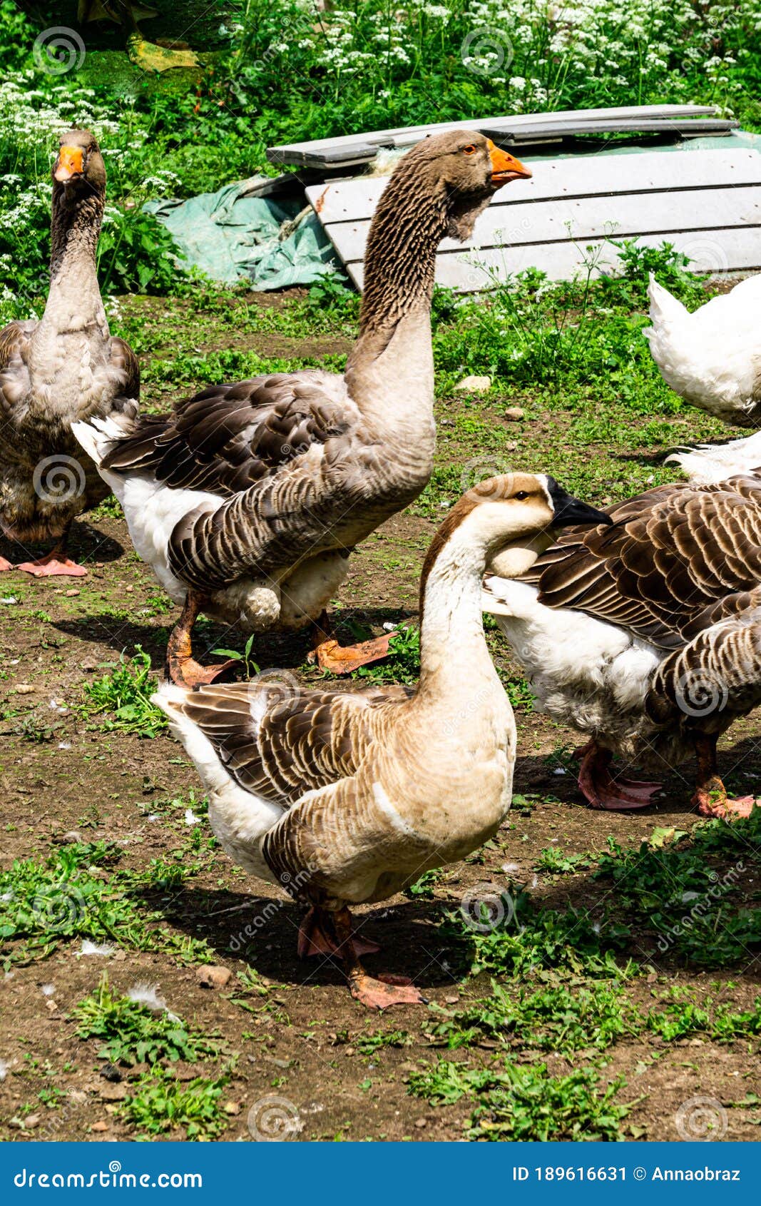 Kholmogory Geese - a Source of Quality Meat, Fluff, Fat and Feathers ...