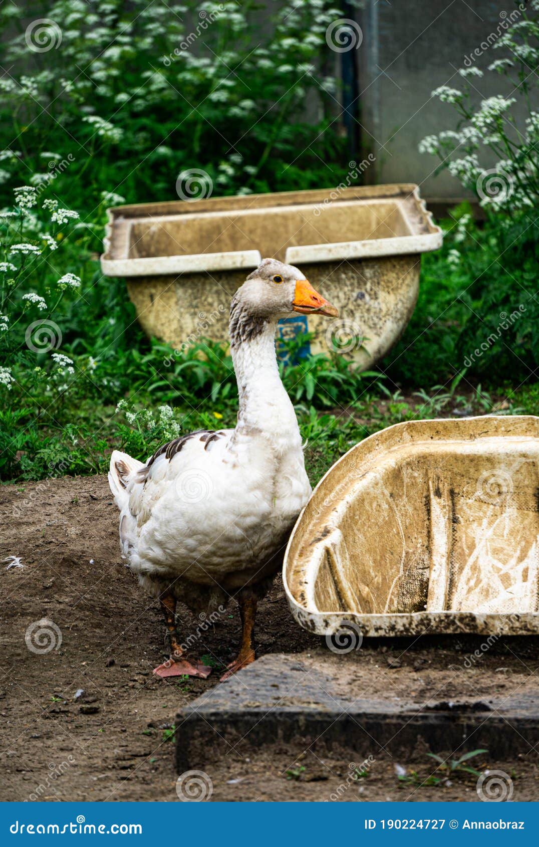 Kholmogory Geese - a Source of Quality Meat, Fluff, Fat and Feathers ...