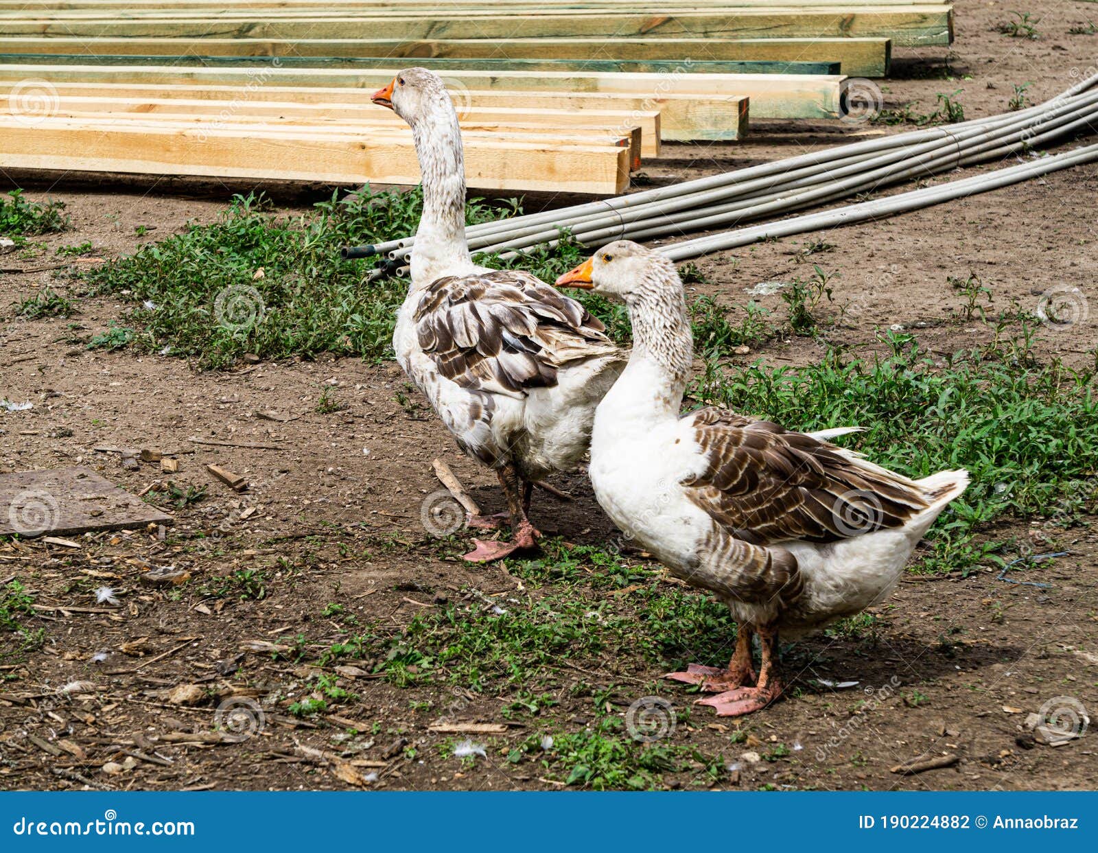 Kholmogory Geese - a Source of Quality Meat, Fluff, Fat and Feathers ...