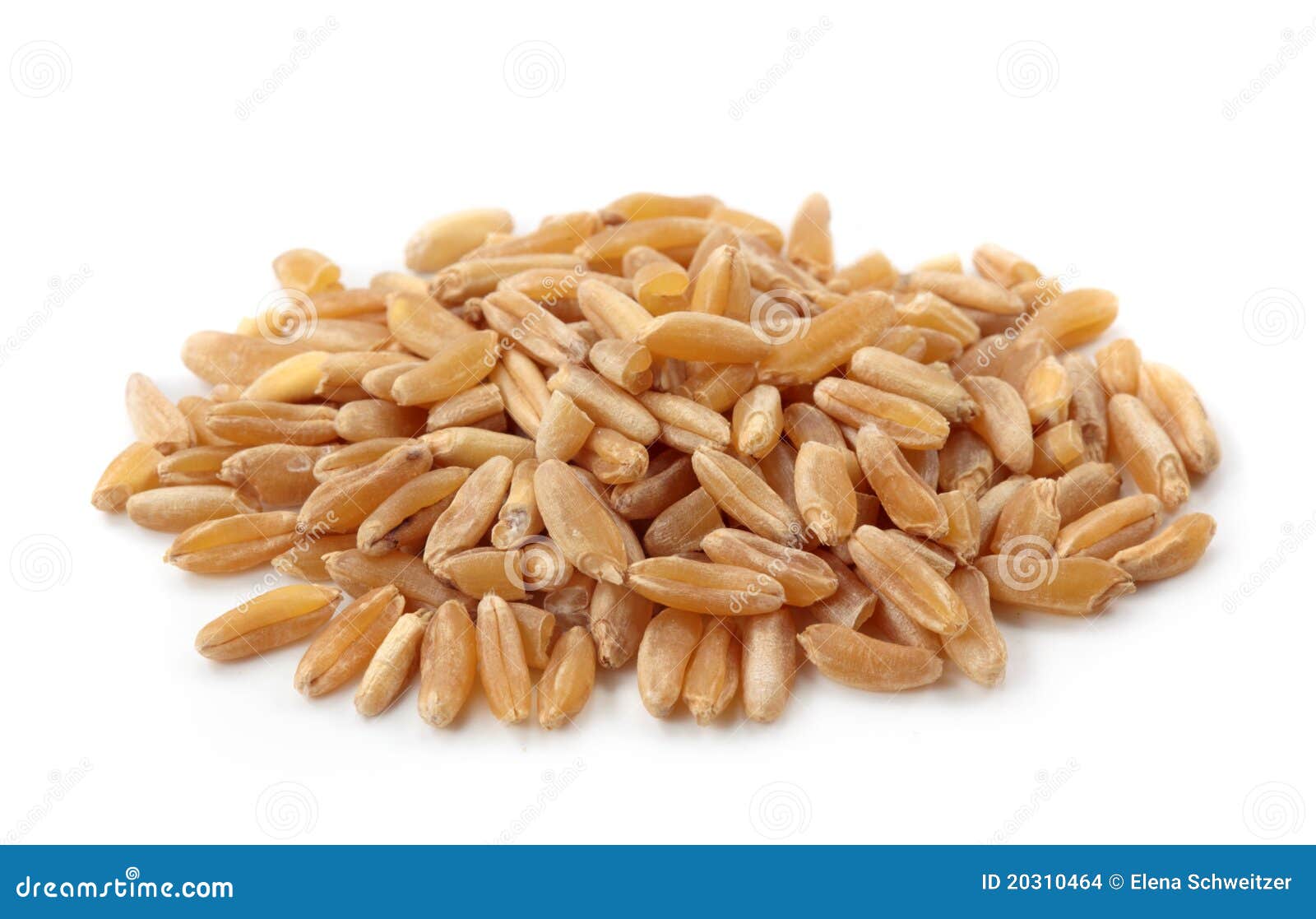 288 Khorasan Wheat Photos - Free & Royalty-Free Stock Photos from ...