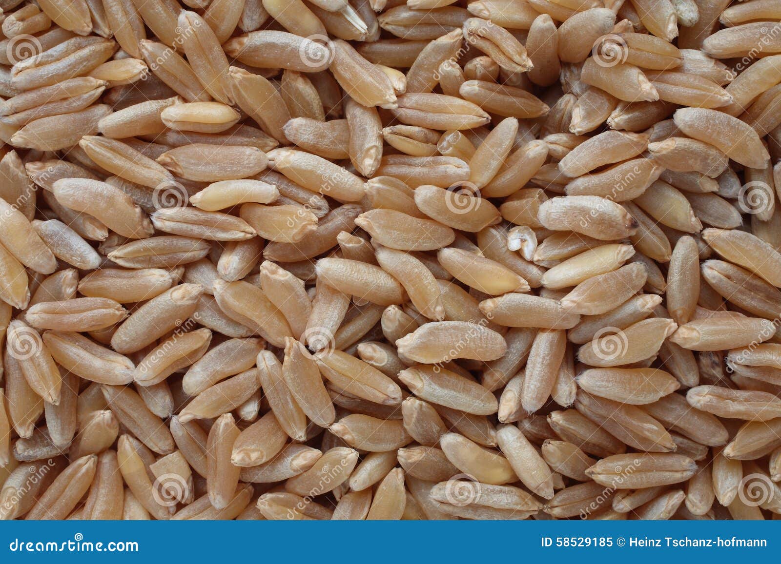 Khorasan Wheat Or Oriental Wheat, Commercially Known As Kamut, Is A ...
