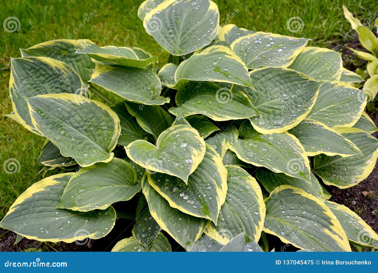 Khosta Funkiya Wavy (Hosta Undulata (Otto Et Dietr. (Bailey)), A Grade ...