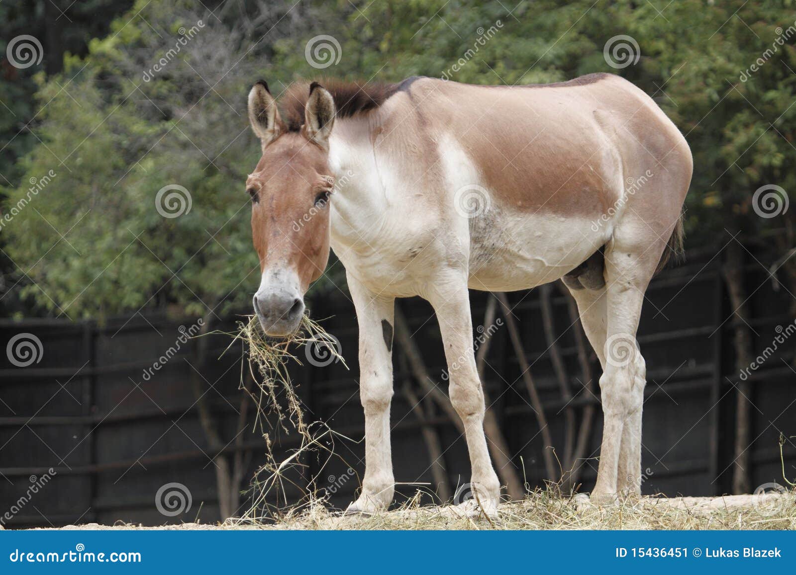 Kiang stock image. Image of mammal, nature, prague, kiang - 15436451