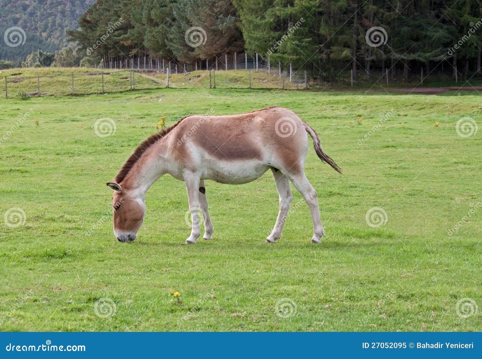 Kiang stock image. Image of donkey, kiang, horse, tibetan - 27052095
