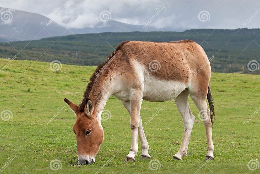 Kiang stock image. Image of grass, tibetan, ecosystem - 27052165