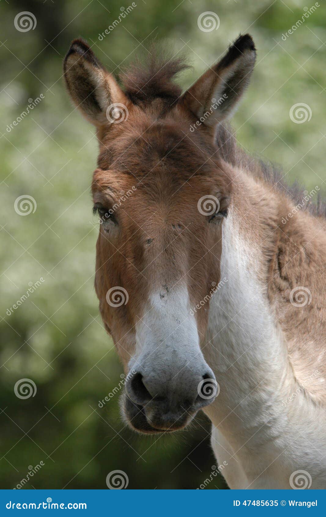 Kiang stock image. Image of asinus, nepal, mountains - 47485635