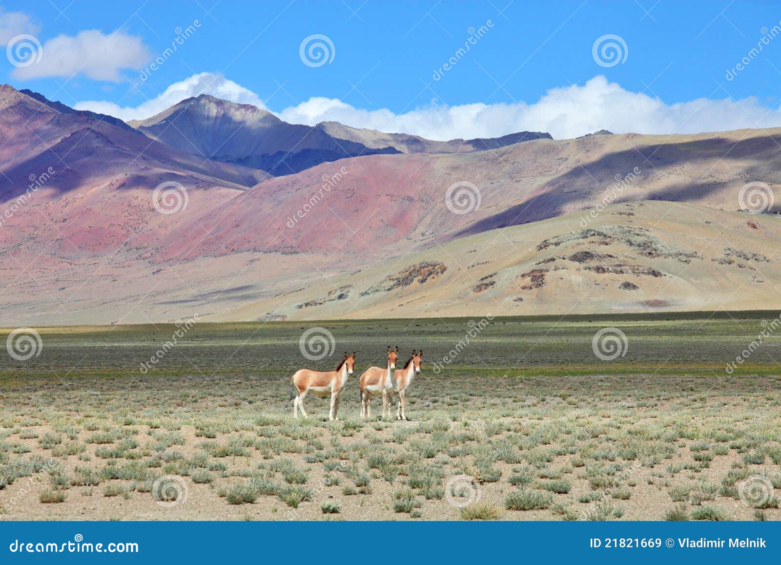 Kiang (Equus Kiang)- Tibetan Wild Stock Image - Image of endangered ...