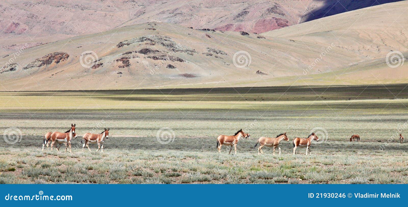 Kiang (Equus Kiang)- Tibetan Wild Stock Photo - Image of kiang ...