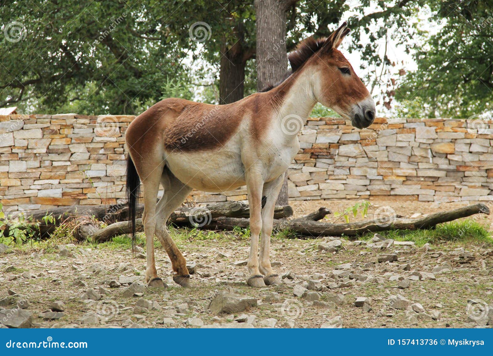 The kiang stock photo. Image of equus, gorkhar, asian - 157413736