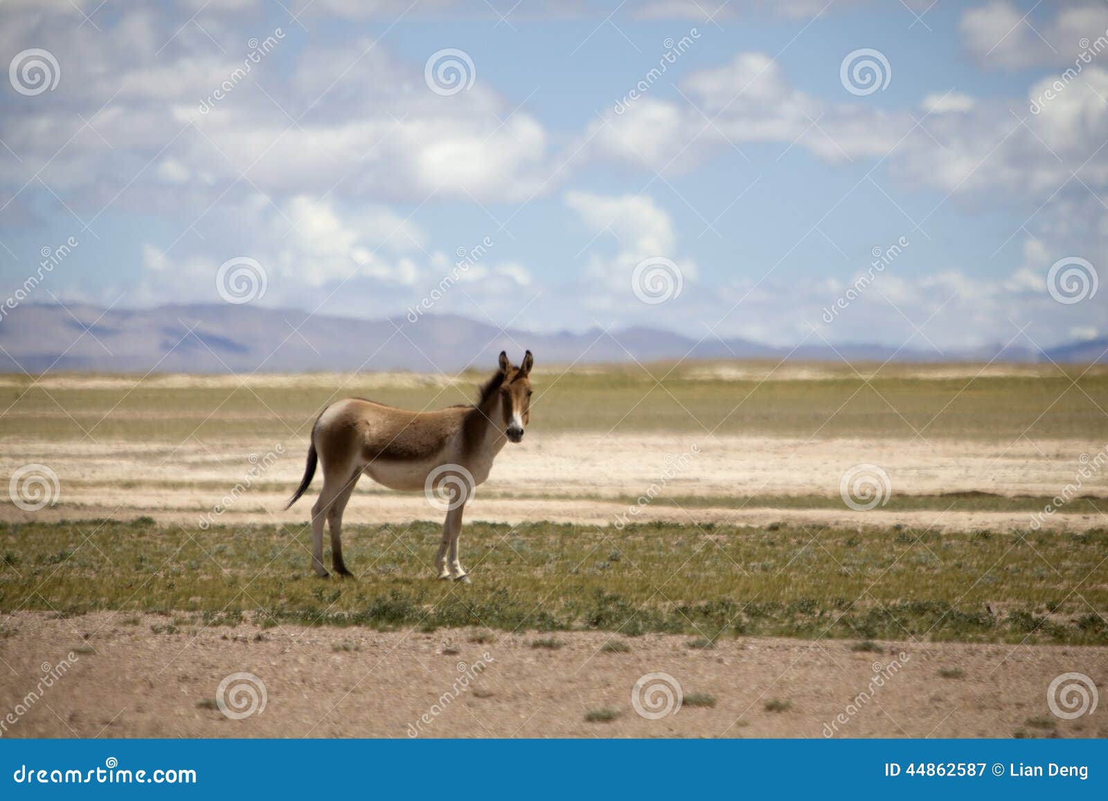 Kiang stock image. Image of alert, brown, prairie, look - 44862587