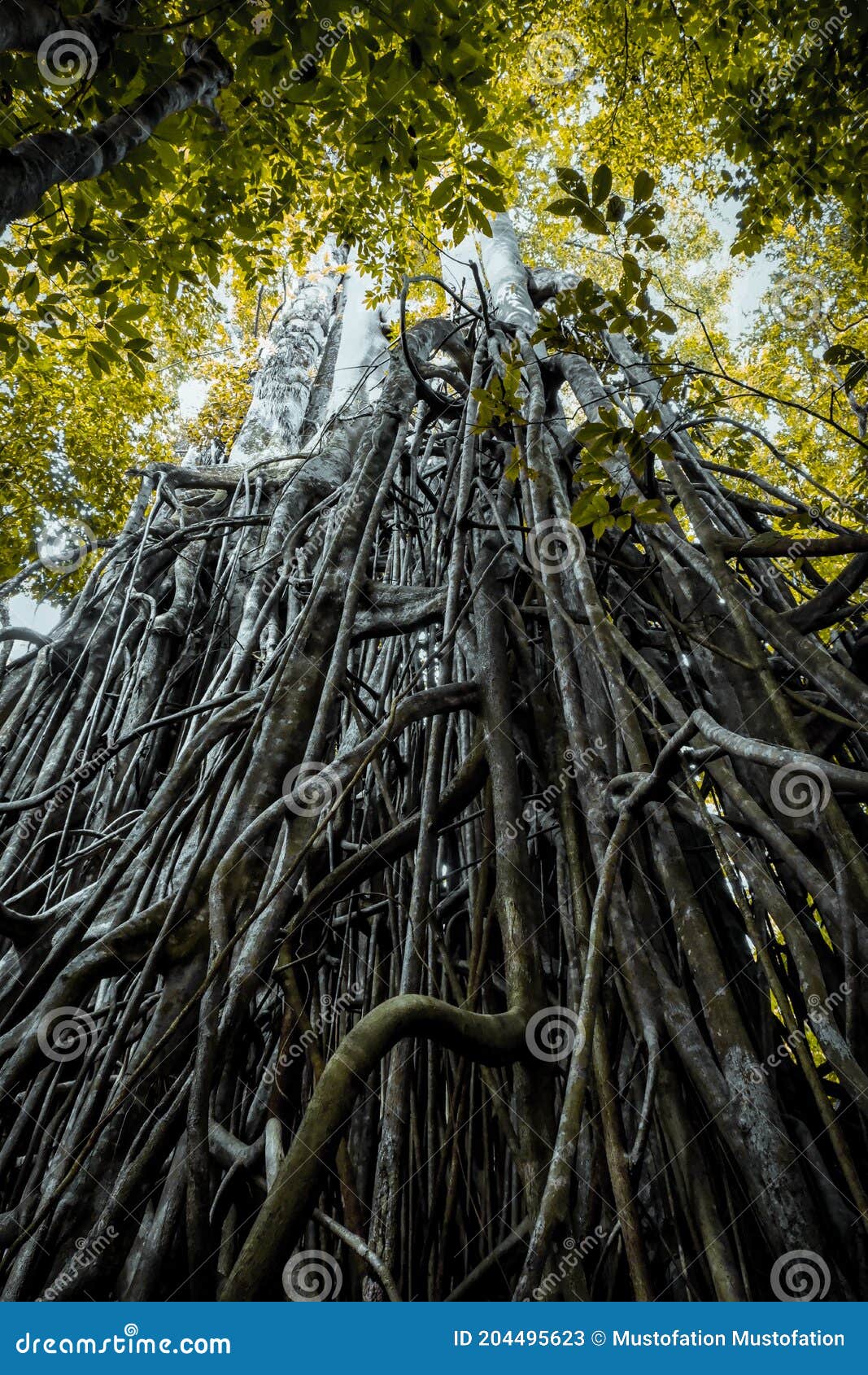 Kiara Tree Viewed from the Bottom Low Angle Stock Image - Image of ...