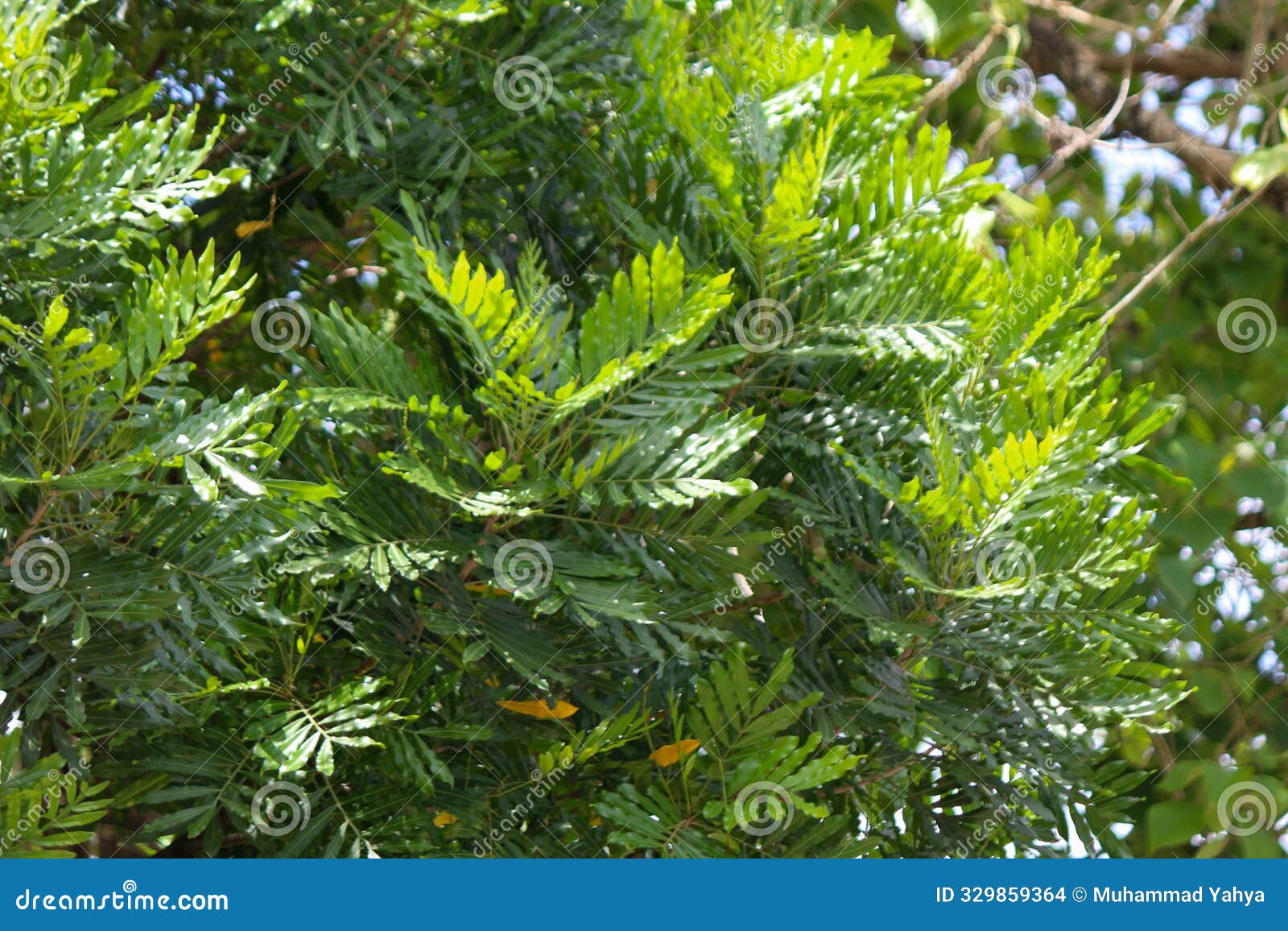 Kiara Umbrella the Wind Breaking Shade Tree Stock Photo - Image of ...