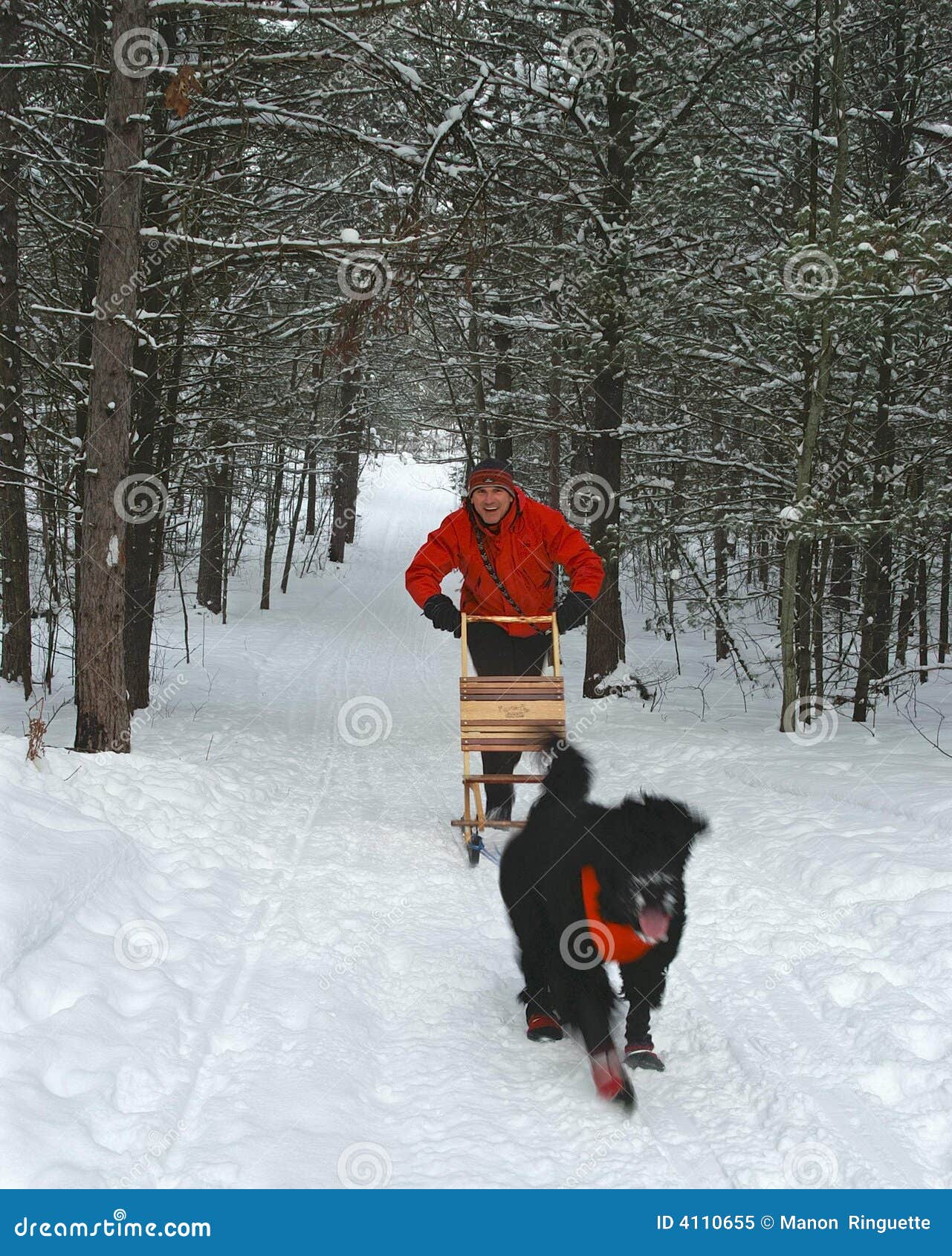 Kick Sled Rules the Trail stock image. Image of balance - 4110655