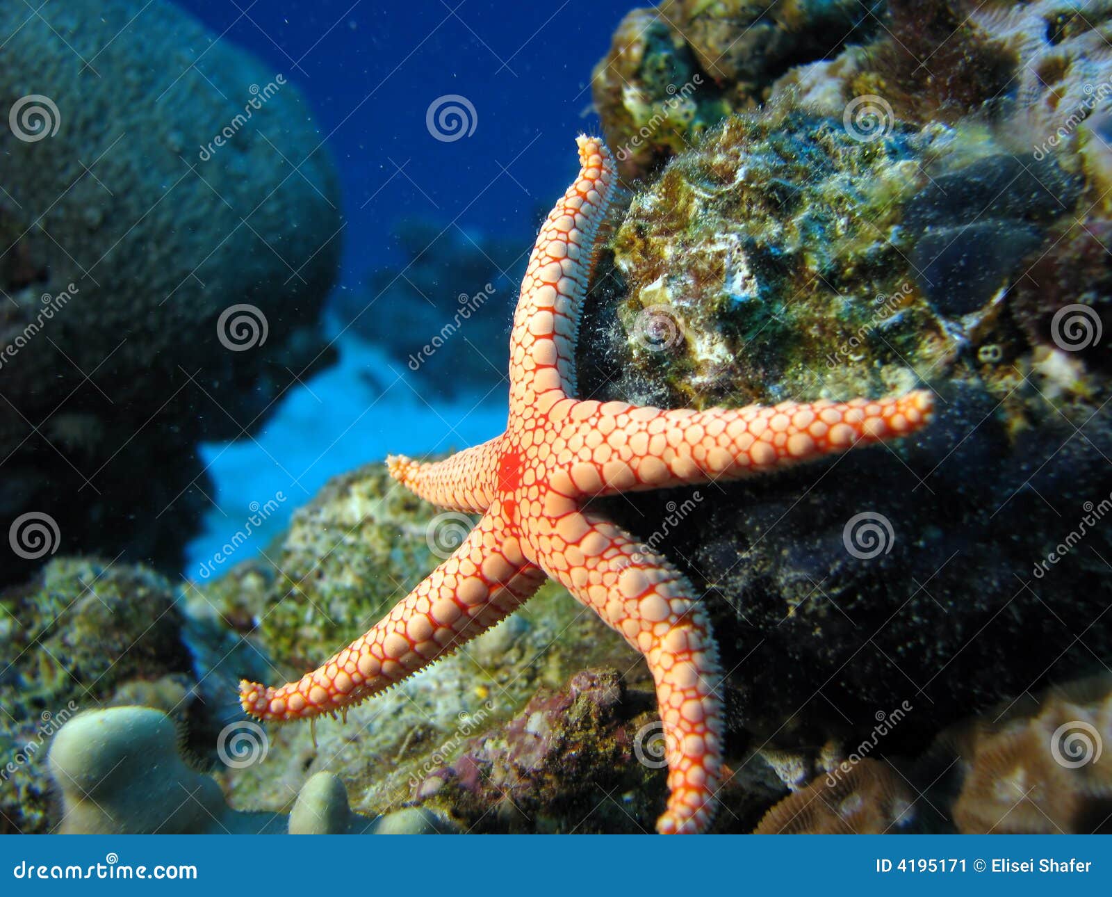Kicking stock image. Image of eilat, macro, dive, nature - 4195171