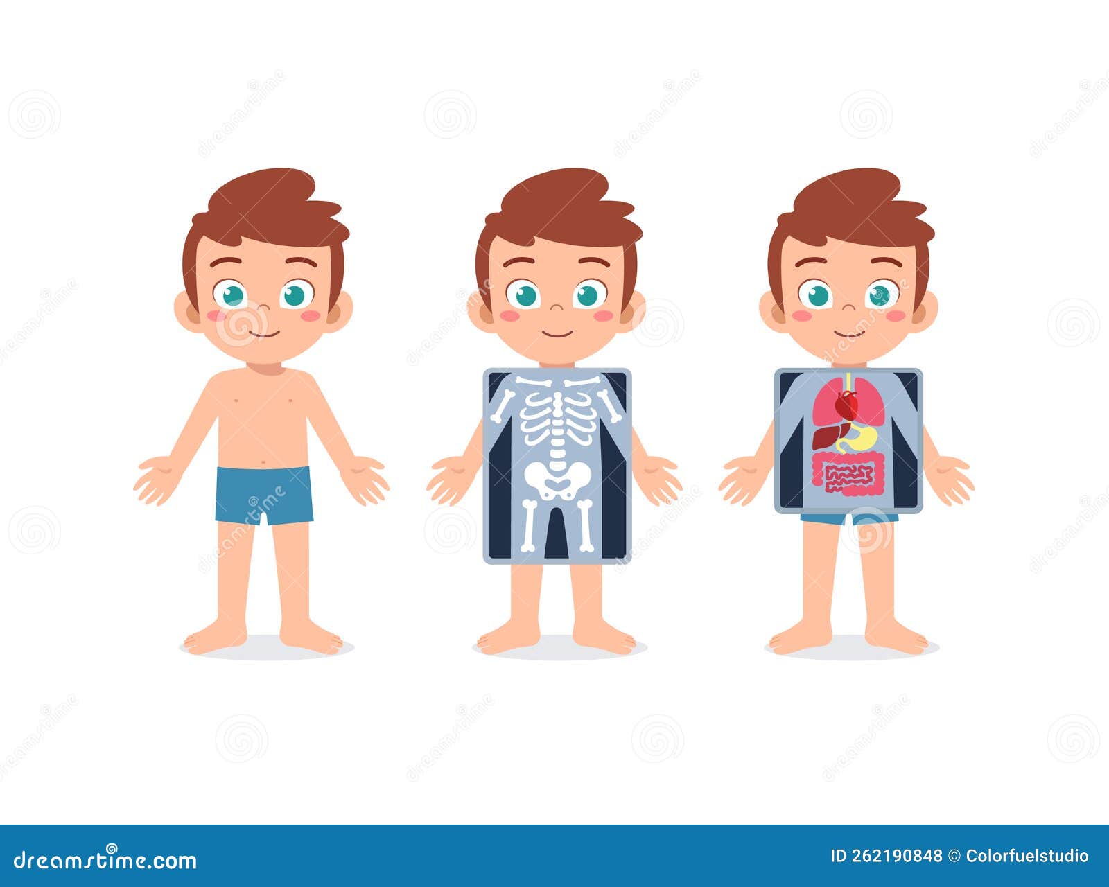 Kid Body Structure for Education in School Stock Vector - Illustration ...