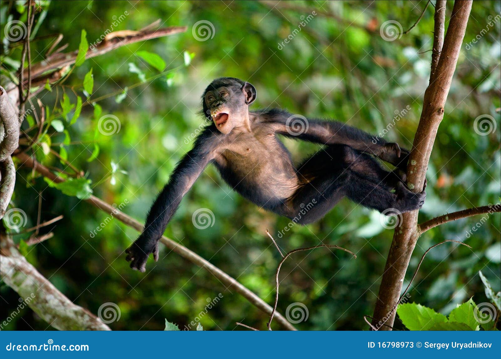 The Cub Of Bonobo Frolics In Branches Of Trees. Natural Conditions Of ...