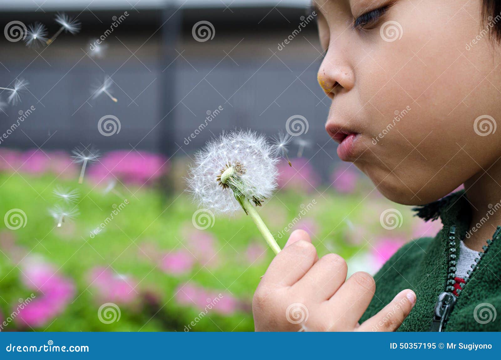 Kid boy blowing dandelions stock image. Image of blowing - 50357195