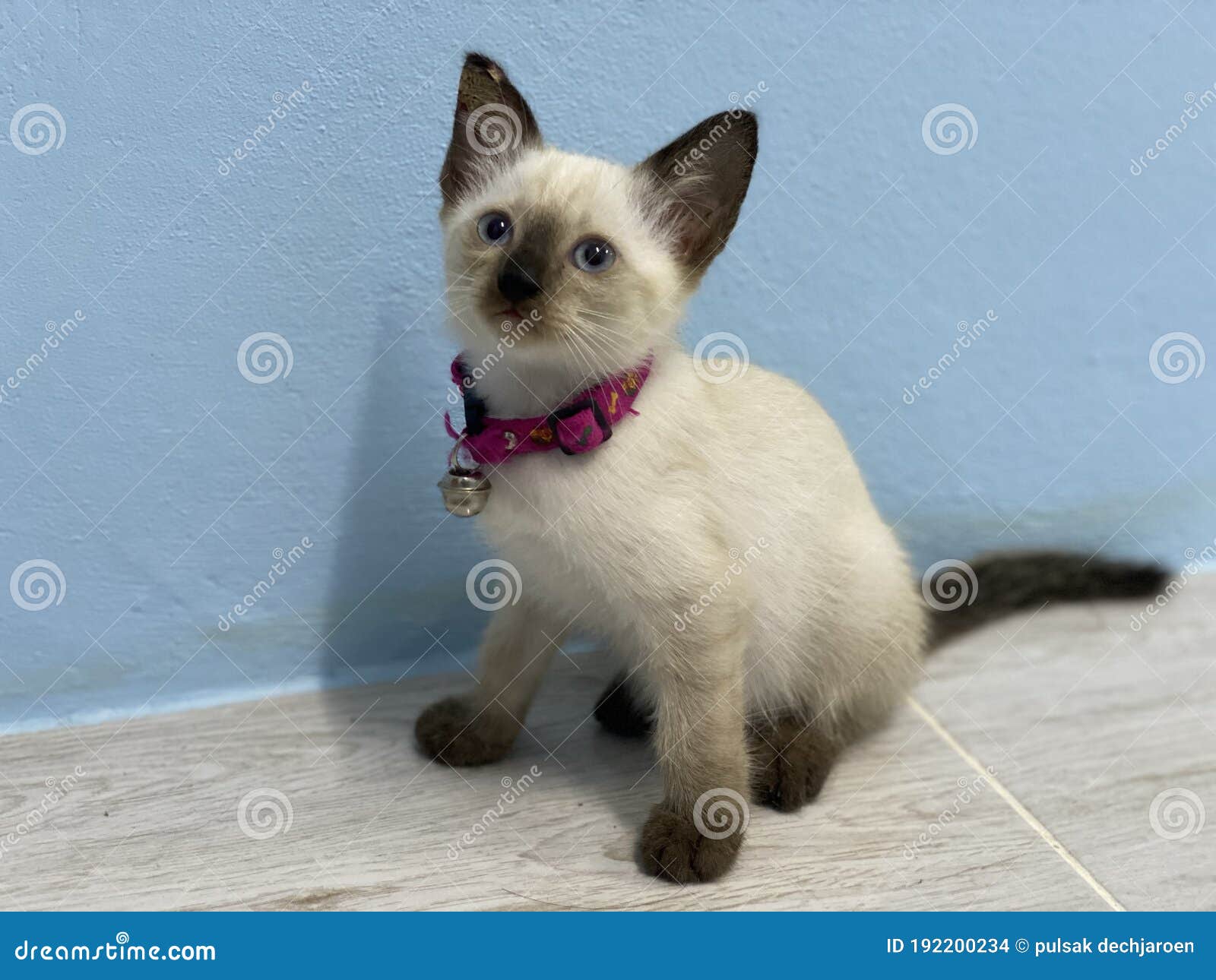 Kid cat good boy stock photo. Image of thailand, good - 192200234