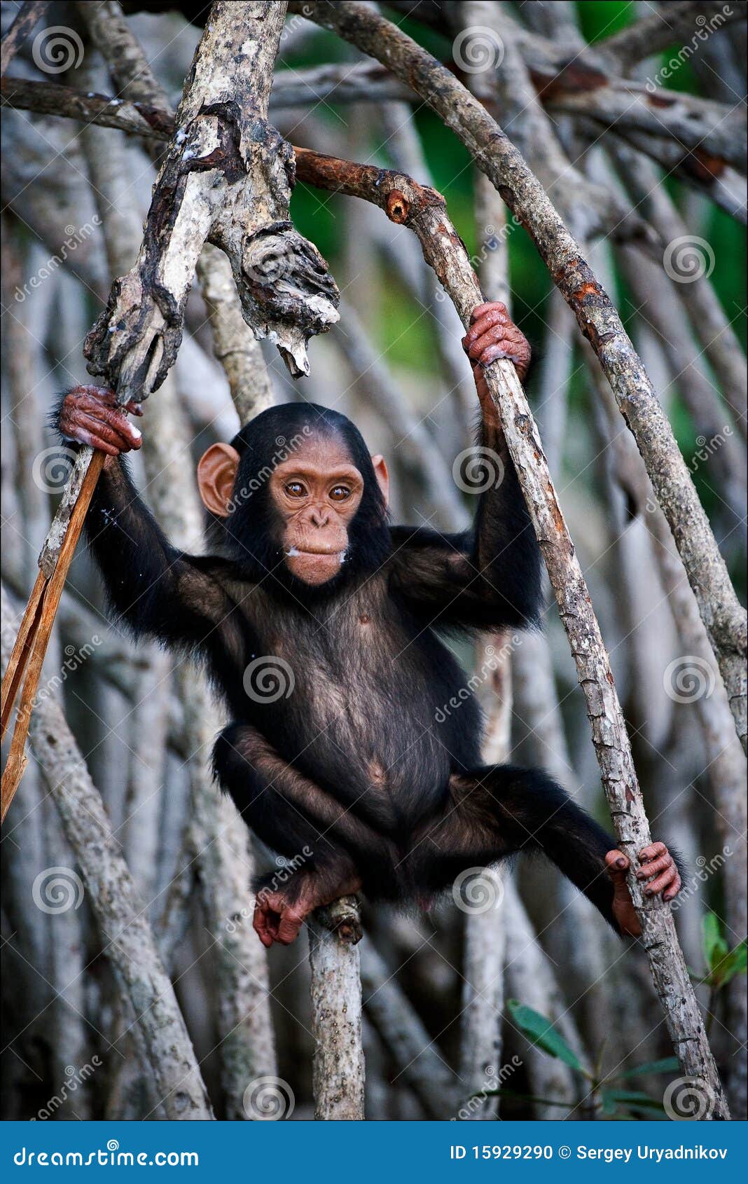 The kid of a chimpanzee. stock photo. Image of pretty - 15929290